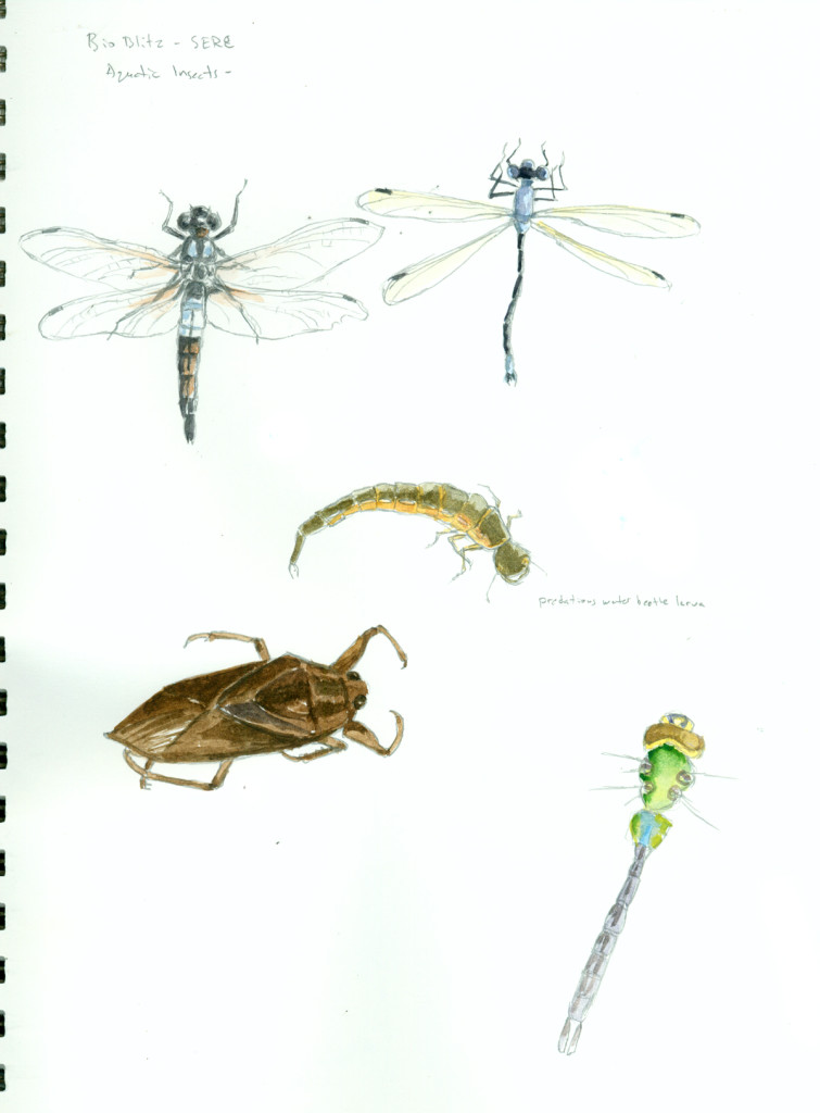 Bioblitz- aquatic insects Acadia 2012 – mboardman.com