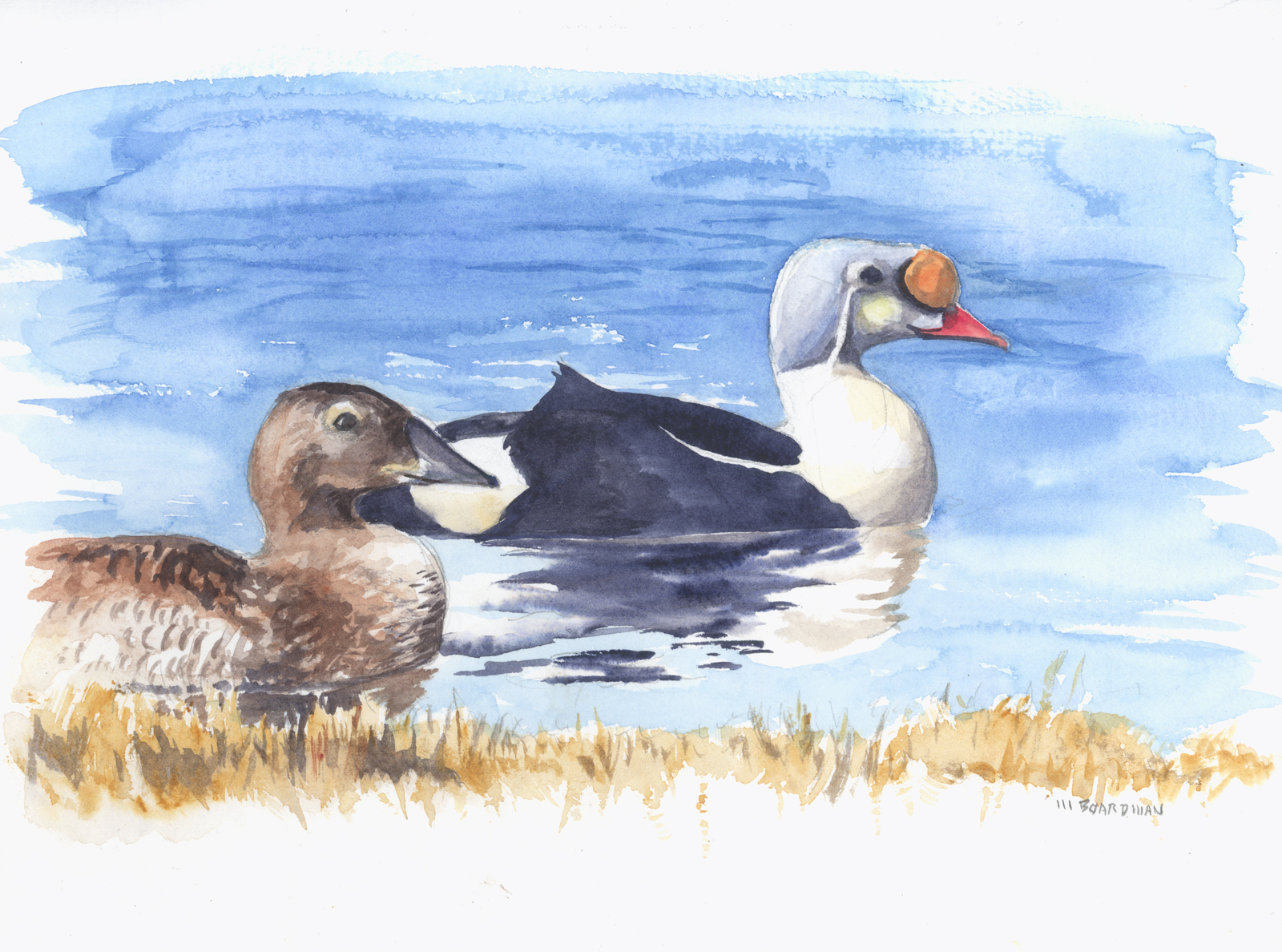 King Eider sketch – mboardman.com