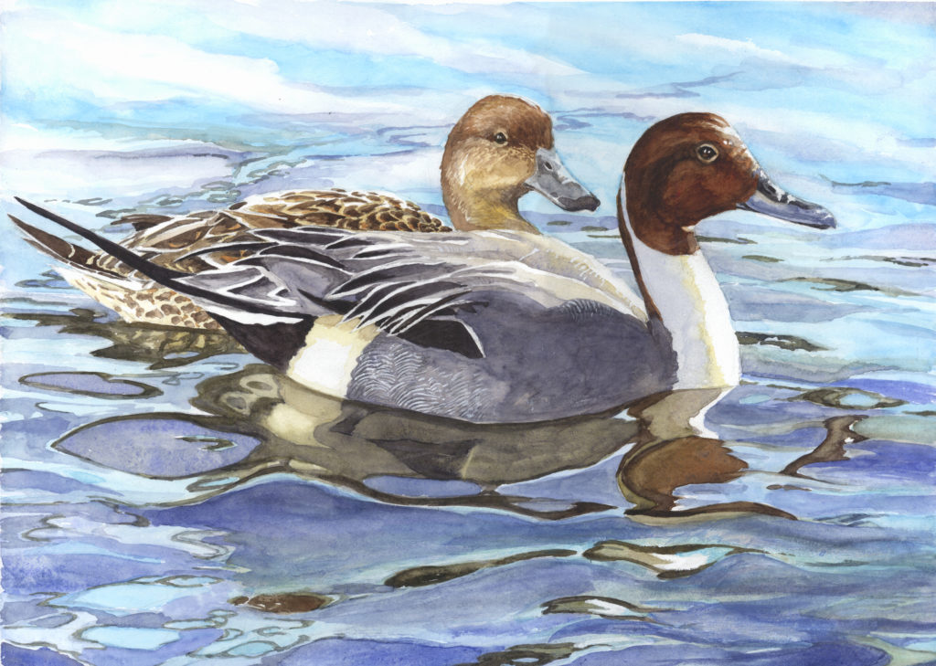 Northern Pintails – mboardman.com