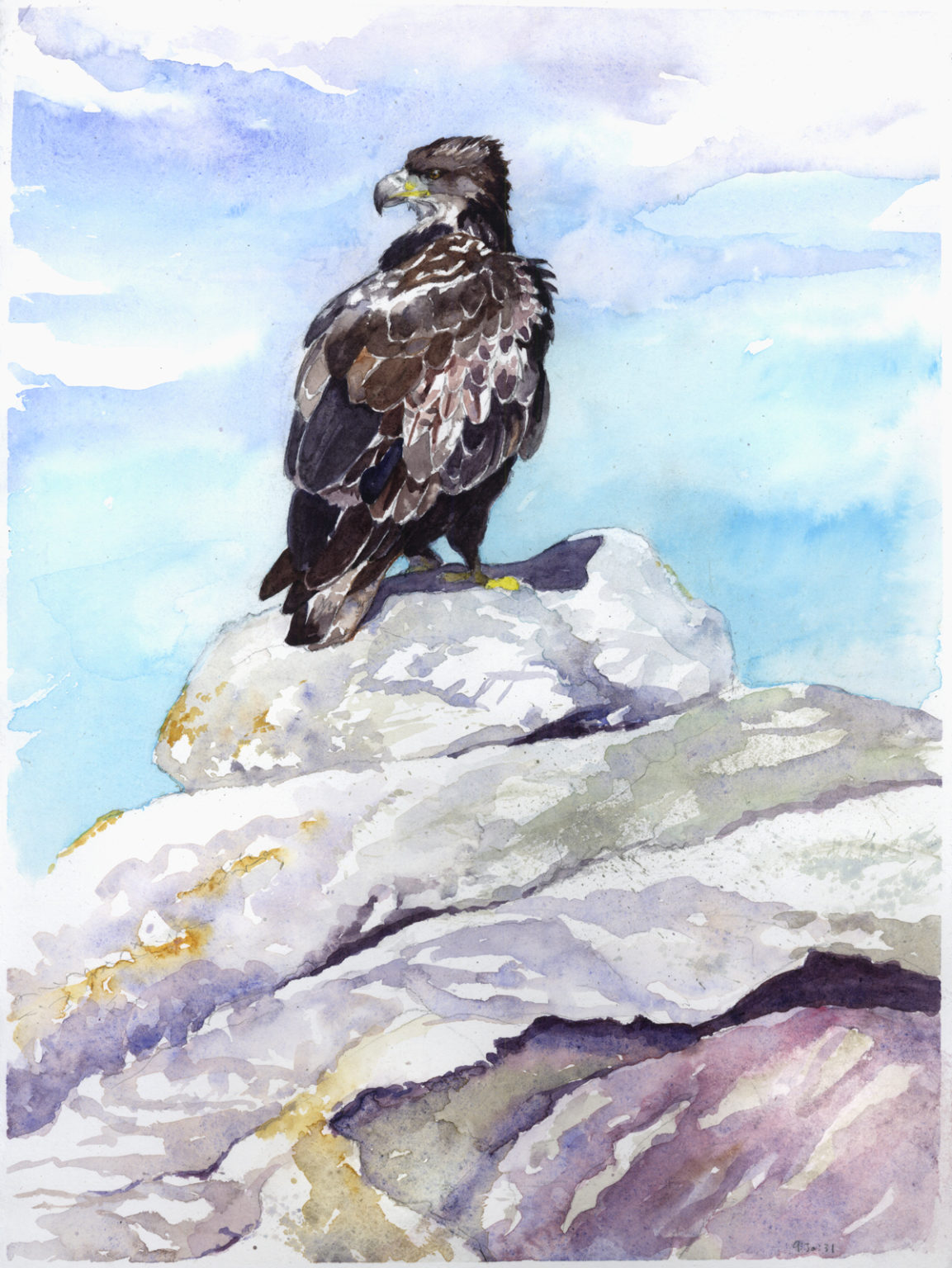 Sentinel: Bald Eagle – mboardman.com